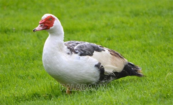 Con ngan là con gì? Con ngan có phải vịt xiêm không? Đặc điểm