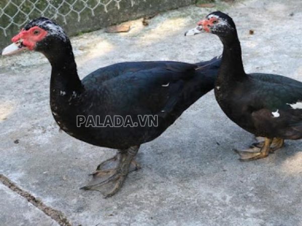 Con ngan là con gì? Con ngan có phải vịt xiêm không? Đặc điểm